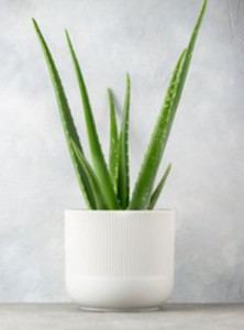 Heaven Of Saplings Aloe Vera Plant Price in India - Buy Heaven Of ...