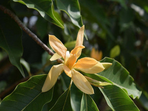 Cloud Farm Golden Champa Plant Price in India - Buy Cloud Farm Golden ...
