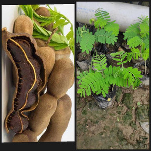 Mohomaya Tamarind Plant Price in India - Buy Mohomaya Tamarind Plant ...