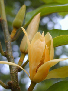 Cloud Farm Golden Champa Plant Price in India - Buy Cloud Farm Golden ...