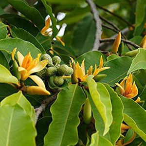 Cloud Farm Golden Champa Plant Price in India - Buy Cloud Farm Golden ...