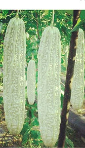 Daliya Bitter gourd Seed Price in India - Buy Daliya Bitter gourd Seed ...