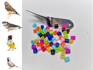 BEEMAPETS Finches Plastic Leg Ring / Band (2.5mm) Multicolor 50 nos ...