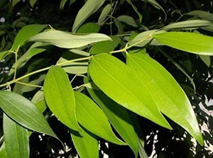 Mohomaya Cinnamon Plant Price in India - Buy Mohomaya Cinnamon Plant ...