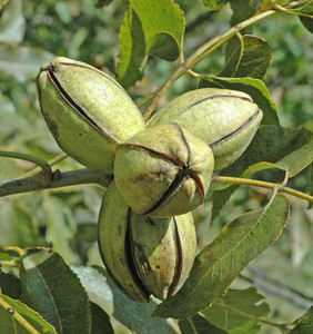 EliteGreen Almond Plant Price in India - Buy EliteGreen Almond Plant ...