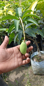 Krishna All Time Grafted Mango Plant Price in India - Buy Krishna All ...
