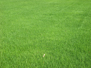 NatureForest Lawn Grass Dark Green Soft Runner Grass Seeds 200 g Per ...