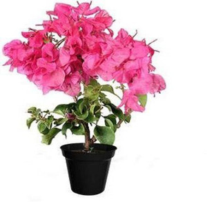 BAAGAN Bougainvillea Plant Price in India - Buy BAAGAN Bougainvillea ...