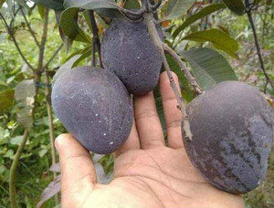 HYBRID Mango Plant Price in India - Buy HYBRID Mango Plant online at ...