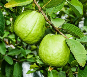 Linaa Guava Plant Price in India - Buy Linaa Guava Plant online at ...