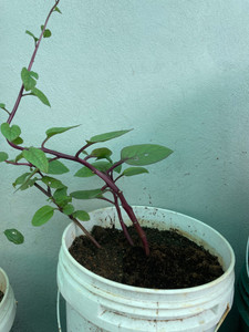 ROSEMERC Red Malabar spinach / Erra bachali kura ( 30 per packet ) Seed ...