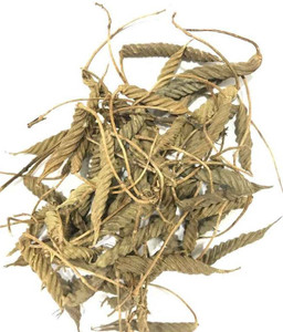 Yazhini Nature Life Dry Valampuri Kaai / Helicteres isora Seeds ...