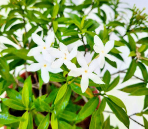 Linaa Jasmine Plant Price in India - Buy Linaa Jasmine Plant online at ...