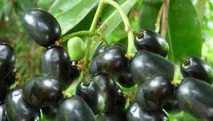 Cloud Farm Jamun Plant Price in India - Buy Cloud Farm Jamun Plant ...