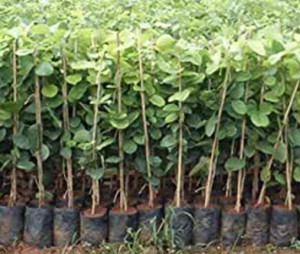 Heaven Of Saplings Red Sandalwood Plant Price in India - Buy Heaven Of ...