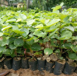 Heaven Of Saplings Red Sandalwood Plant Price in India - Buy Heaven Of ...