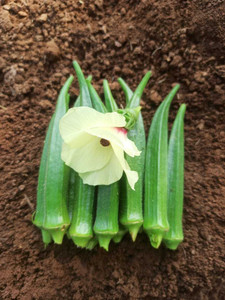 rightseed Hybrid F-1 Sanjana Bhindi-( Kitchen Garden & Vegetable Seed ...