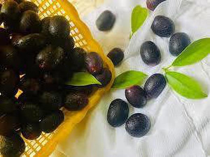Cloud Farm Jamun Plant Price in India - Buy Cloud Farm Jamun Plant ...