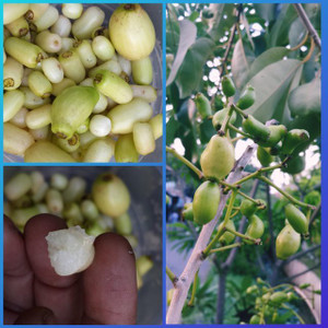 Cloud Farm Jamun Plant Price in India - Buy Cloud Farm Jamun Plant ...