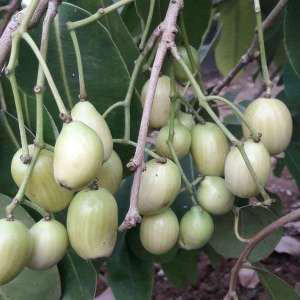 Cloud Farm Jamun Plant Price in India - Buy Cloud Farm Jamun Plant ...