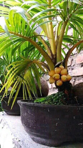 Fifth Spring Coconut Plant Price in India - Buy Fifth Spring Coconut ...