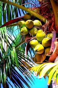 Fifth Spring Coconut Plant Price in India - Buy Fifth Spring Coconut ...