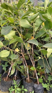 Cloud Farm Jamun Plant Price in India - Buy Cloud Farm Jamun Plant ...