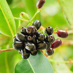 Cloud Farm Jamun Plant Price in India - Buy Cloud Farm Jamun Plant ...