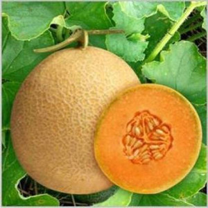 WILLVINE NBIR-63 F1 NIRUPAMA MUSK MELON/ KHARBUJA SEEDS Seed Price in ...