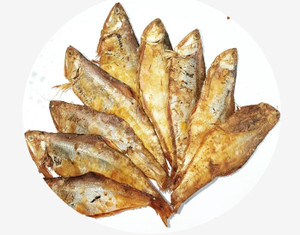 M/S Raja Dey Baspati/ Baspata/Telesh (Hairfin Anchovy) Sidol/Shidol ...