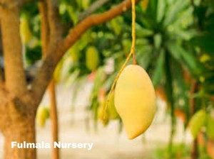 Fulmala Nursery Mango Plant Price in India - Buy Fulmala Nursery Mango ...