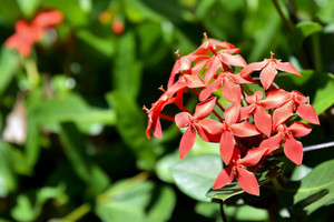 EliteGreen Ixora Mini Red Flowering Plant Price in India - Buy ...