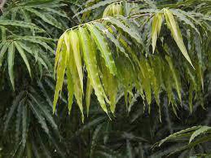 MARINE TREE Indian Pennyworth Plant Price in India - Buy MARINE TREE ...