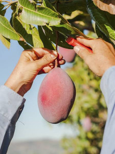 Surya Grafted Mango Plant Price in India - Buy Surya Grafted Mango ...