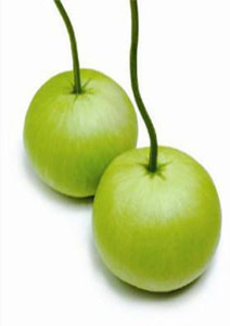 VibeX ® LXI-372 Organic Round Ghiya Seed Seed Price in India - Buy ...