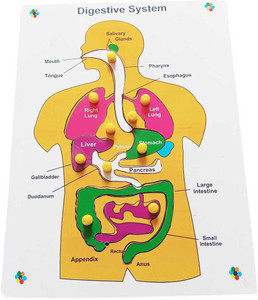 FireFlies Wooden Human Body Digestive System Tray Jigsaw Puzzle with ...