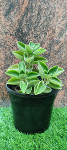 Cloud Farm Ajwain Plant Price in India - Buy Cloud Farm Ajwain Plant ...