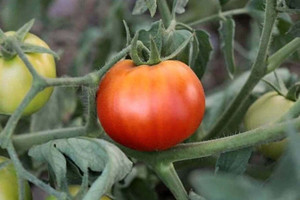 dpays Tamatar Seed Price in India - Buy dpays Tamatar Seed online at ...