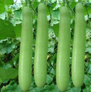 Lauki Lauki, Bottle gourd, Lauka Seed Price in India - Buy Lauki Lauki ...