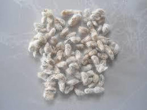 ANNAI BAZAR Cotton Seeds / Paruthi Seeds 500g ( for Paruthi Paal ...