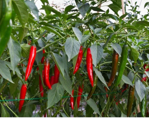 SeedStore High yield hybrid Mathania Chilli Seeds Seed Price in India ...