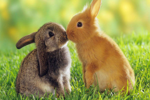 Cute Rabbits Sitting In Grass Poster|Decorative Wall Paper Poster ...