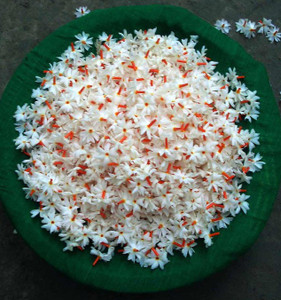 Heaven Of Saplings Parijat/Harsingar Plant Price in India - Buy Heaven ...