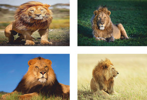 Lion Combo Poster Set of 4 Posters Paper Print - Animals, Decorative ...