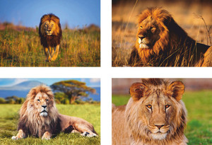Lion Combo Poster Set of 4 Posters Paper Print - Animals, Decorative ...