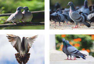 Pigeon Bird Combo Poster Set of 4 Posters Paper Print - Animals ...