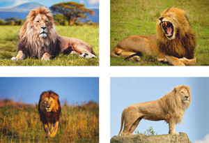 Lion Combo Poster Set of 4 Posters Paper Print - Animals, Decorative ...