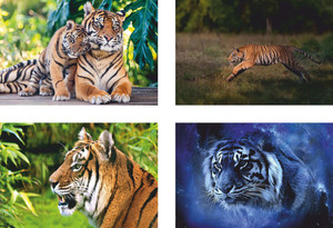 Tiger Combo Poster Set of 4 Posters Paper Print - Animals, Decorative ...