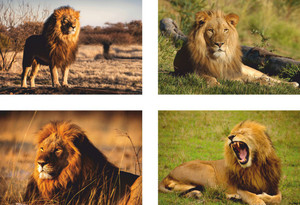 Lion Combo Poster Set of 4 Posters Paper Print - Animals, Decorative ...