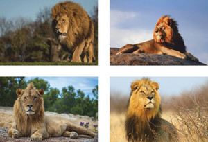 Lion Combo Poster Set of 4 Posters Paper Print - Animals, Decorative ...